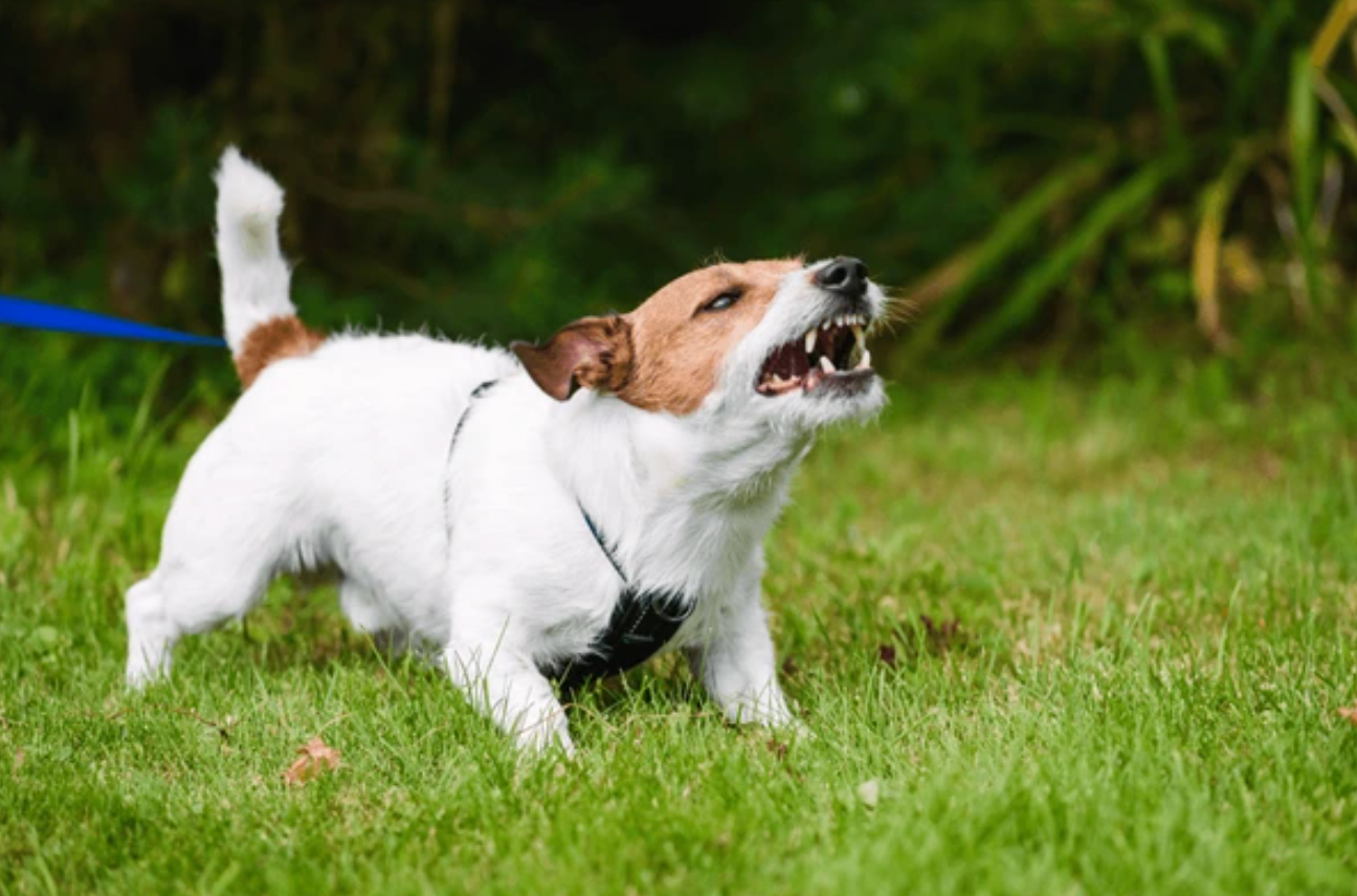 Best Atlanta Dog Training Classes & Trainers Near Me - CPT