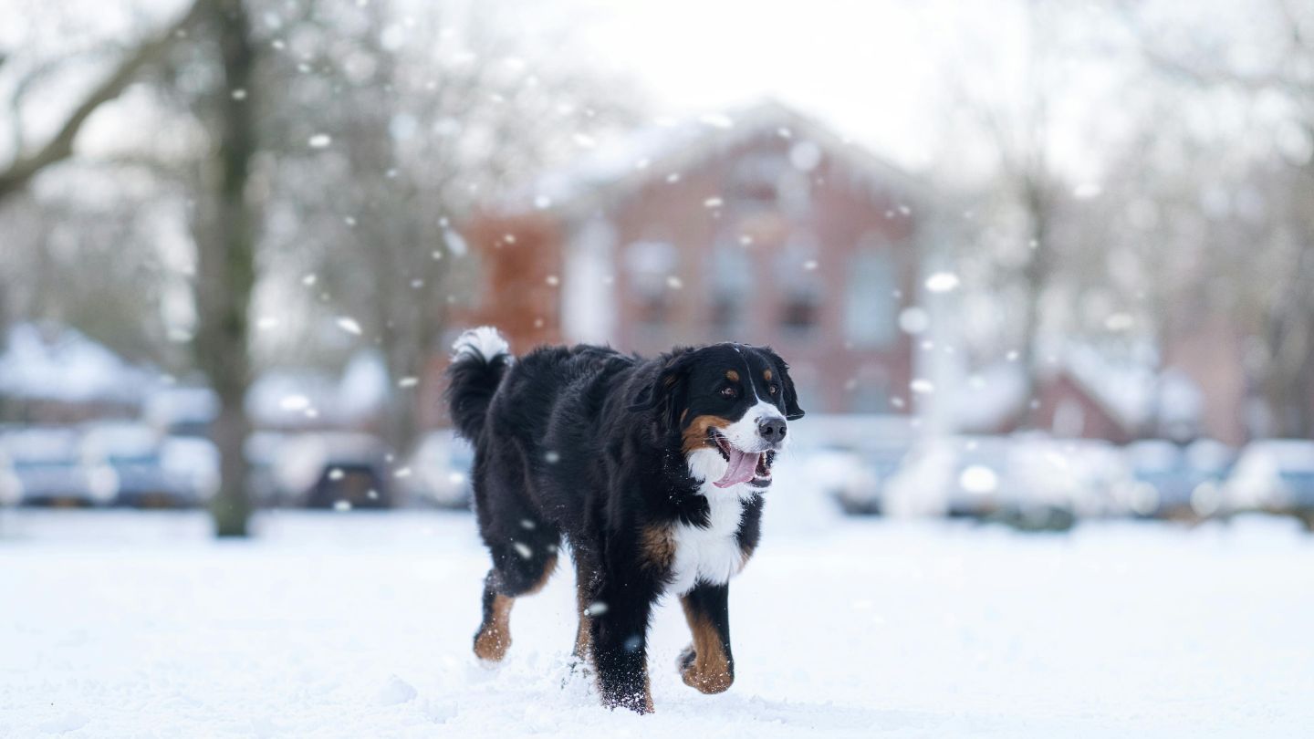 How to Keep Your Dog Warm Outside in Winter: Safety Tips for Cold Weather